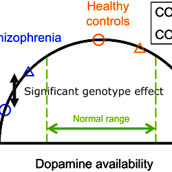 The hypothetical diagram of the inverted-U shaped relationship between ...