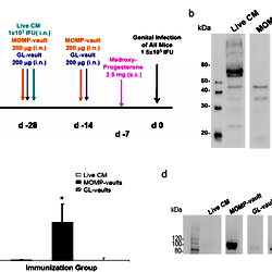 MOMP-vault immunization induces MOMP antibody.