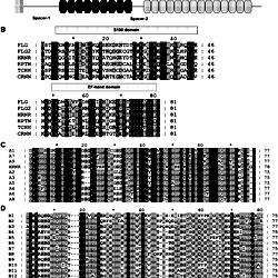 Structural characteristics of the filaggrin-2 protein.