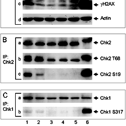 Activation of the ATM-Chk2 signaling pathway.