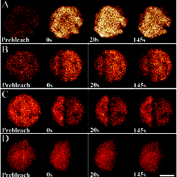 Selected PE fluorescence images in cells imaged with confocal ...