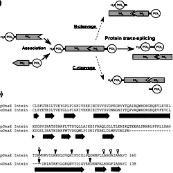 Protein trans-splicing and locations of the new split sites.
