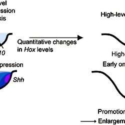 Diagram representing the effect of Shh expression heterochrony on ...