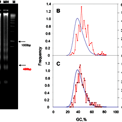 Nucleosome ladder and compositional distribution of low molecular ...