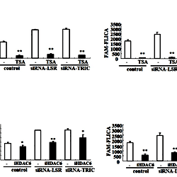 TSA and iHDAC6 treatment blocked apoptotic and necrotic cochlear cell ...