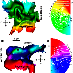3D form of primary visual cortex (V1).