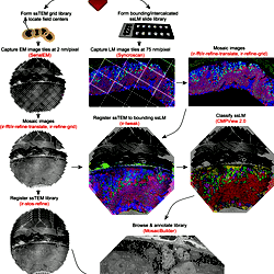 The Workflow for the ssTEM Ultrastructural Circuitry Framework