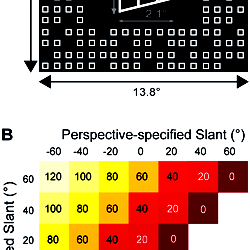 Stimulus design and used configurations.