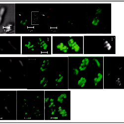 Lectin staining results of surface attached bacteria; Psl is anchored ...