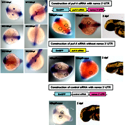 The puf-A gene plays a role in the PGC development in zebrafish ...