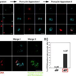 In D. simulans, replication of the male pronucleus is prolonged in CI ...