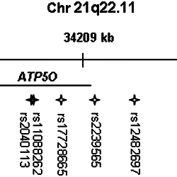 Chromosomal position of ATP5O and location of analyzed SNPs.