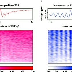 Nucleosome profiles on promoter regions and custom regions.