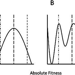 A schematic of the distribution of fitness effects of beneficial mutations.