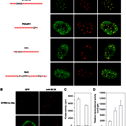 The His-repeat is a novel nuclear speckle targeting signal.