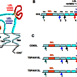 Cartoon of a typical tetraspanin and intron positions.