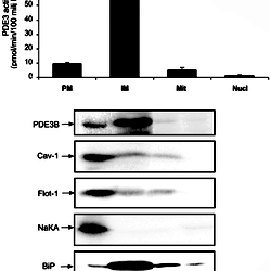 Localization of PDE3B in isolated hepatocytes.