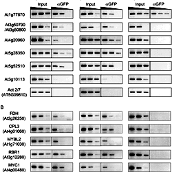 Validation of GL1 and GL3 direct target genes.