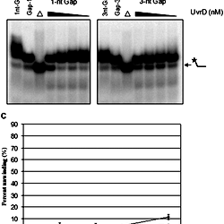 Radiometric DNA helicase assay using gap substrates and UvrD.