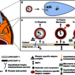 A proposed model for targeting of proteins to the rhoptries.