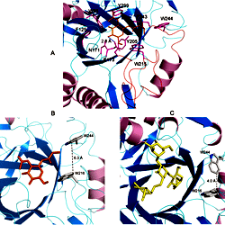 Active site of Endo-A.