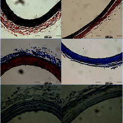 Advanced histology staining.