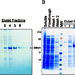 Immunoaffinity chromatography using PR-mAbs.
