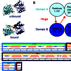 Ribose Binding Protein (RBP) architecture.