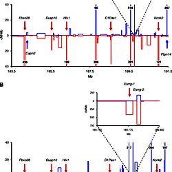 Recombination Map of the Chr 1 Region between 183.5 and 191.5 Mb