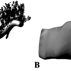 Best estimate reconstructions of thoracic and pharyngeal air sacs in ...
