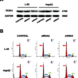 Cell cycle changes of L-02 cell line and HepG2 cell line after TFDP3 ...