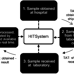 Flow of DBS sample processing from collection to results.
