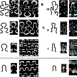 Comparison of the undulated patterns of epidermal long cells in the ...