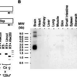 Meg3 is maternally expressed and highly expressed in the brain and testis.