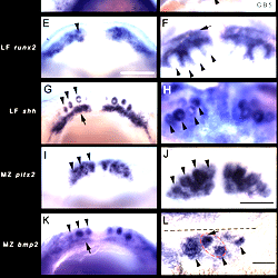 A Dental Gene Network Exhibits Conserved Expression in Oral and ...