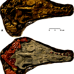 Skull of Maiacetus inuus (GSP-UM 3475a; female).