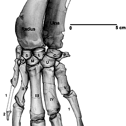 Left radius, ulna, carpus and manus of Maiacetus inuus (GSP-UM 3475a ...
