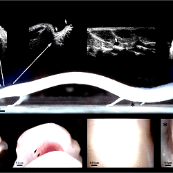 The olm’s gross anatomical characteristics.