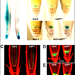 The cul3hyp mutant shows defects in QC and columella cells organisation.