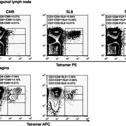 Tetramer+CD3+CD8low/− stained cells from disaggregated lymph nodes and ...