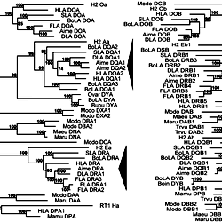 Phylogenetic trees based on all exons of alpha and beta genes from ...
