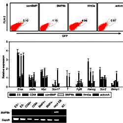 Screening the promotion effect of PGC specification by various factors.