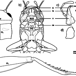 A male cricket showing the: a) dorsal view of the head capsule and ...