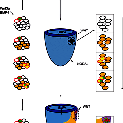 A potential model of PGC specification.