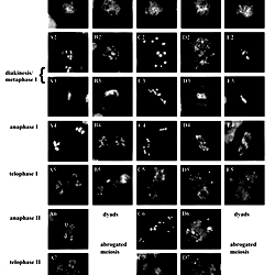 DAPI staining of different meiotic stages during pollen development in ...