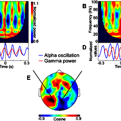 The phase difference between gamma power and alpha oscillation.
