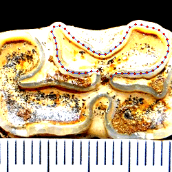 Digitized double knot (metaconid, linguaflexid, and metastylid) of a ...