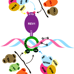 Protein-protein interactions between translesion synthesis (TLS ...