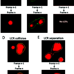 Examples of key LCR events.
