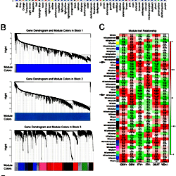 The weighted gene co-expression network analysis (WGCNA).